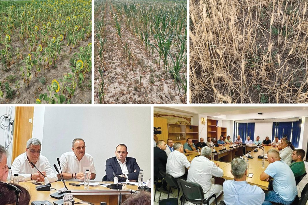 Seceta a lovit crunt zona de câmpie a județului Prahova | Ziarul Prahova